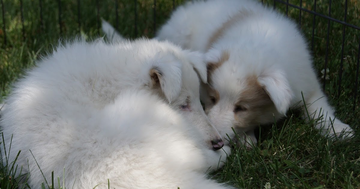 White Dog Blog: Collie Puppies!