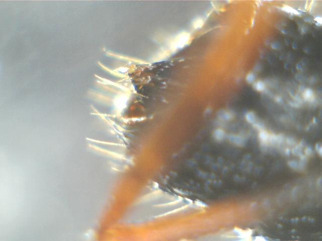 O MUNDO DOS INSETOS: FORMIGA VISTA NO MICROSCOPIO