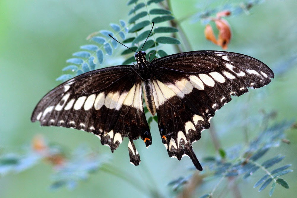Rio Grande Valley Butterflies: National Butterfly Center, 6/6/14