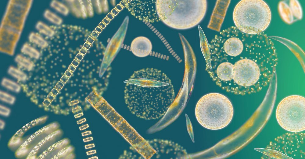 Las cianobacterias, el nuevo centinela del cambio climático ~ La ...