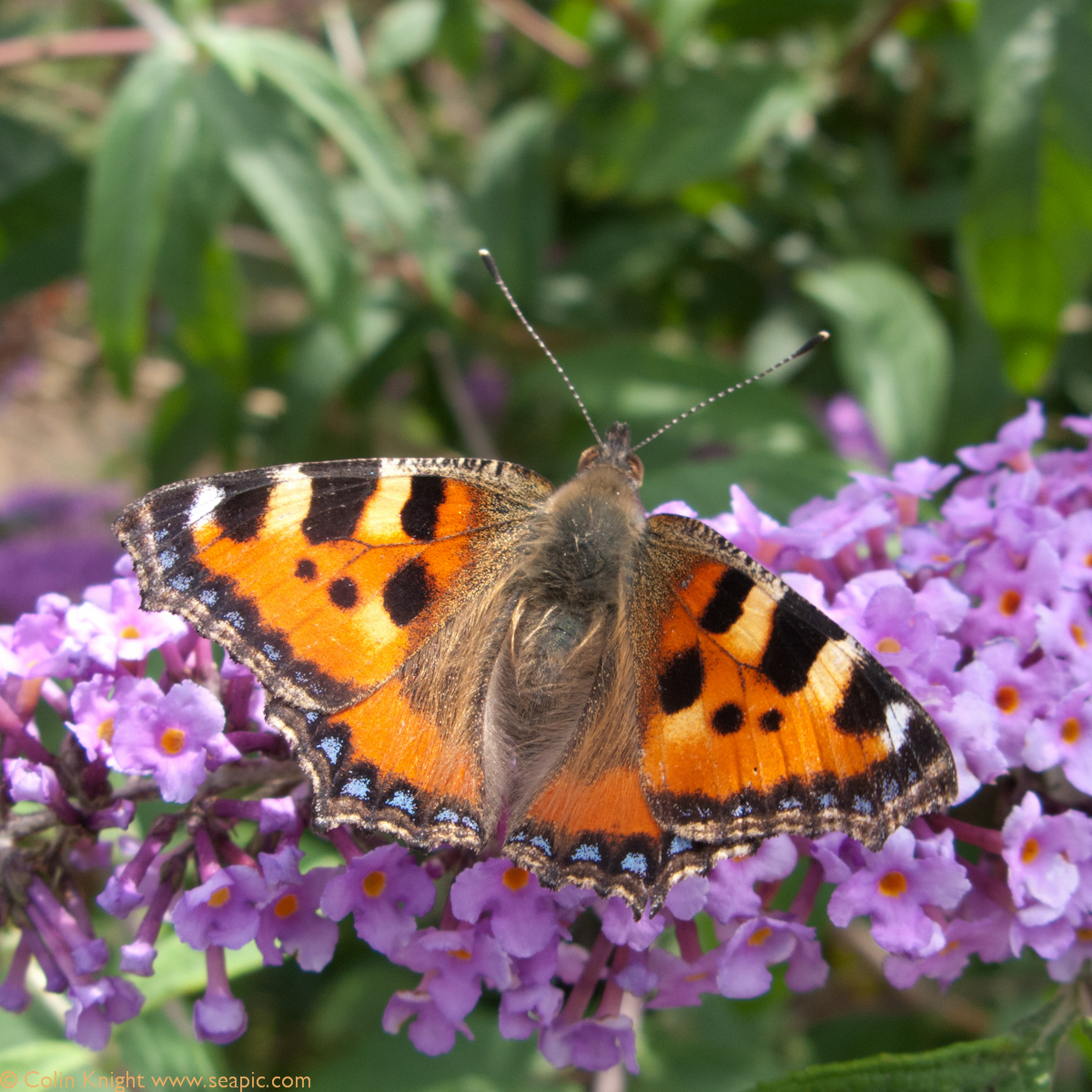 Postcards from Sussex: Tortoiseshells thrive on farmland
