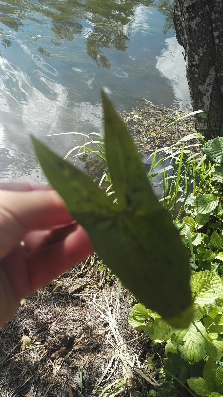 TERA 3e koolijütsid: Tere, kool!