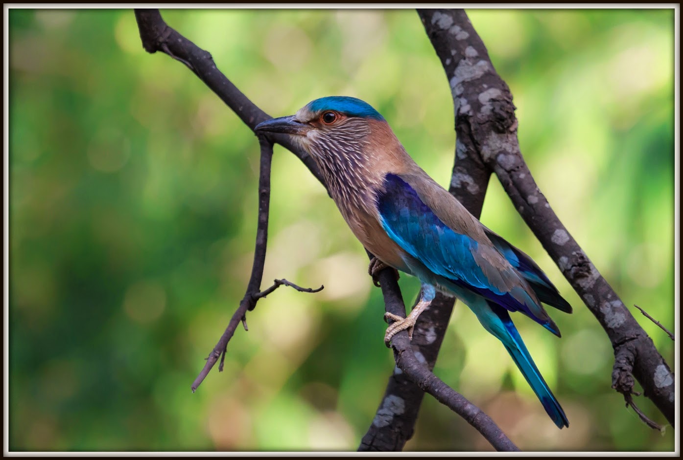flying beauties of himachal pradesh: Indian Roller(Coracias benghalensis)