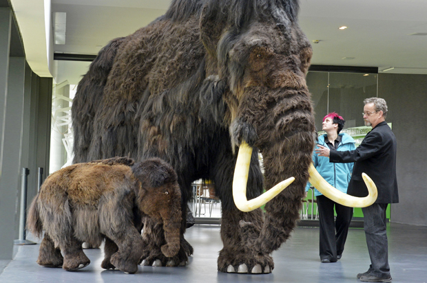 Mammoths might have survived except for bad 'mineral diet' | Geology In