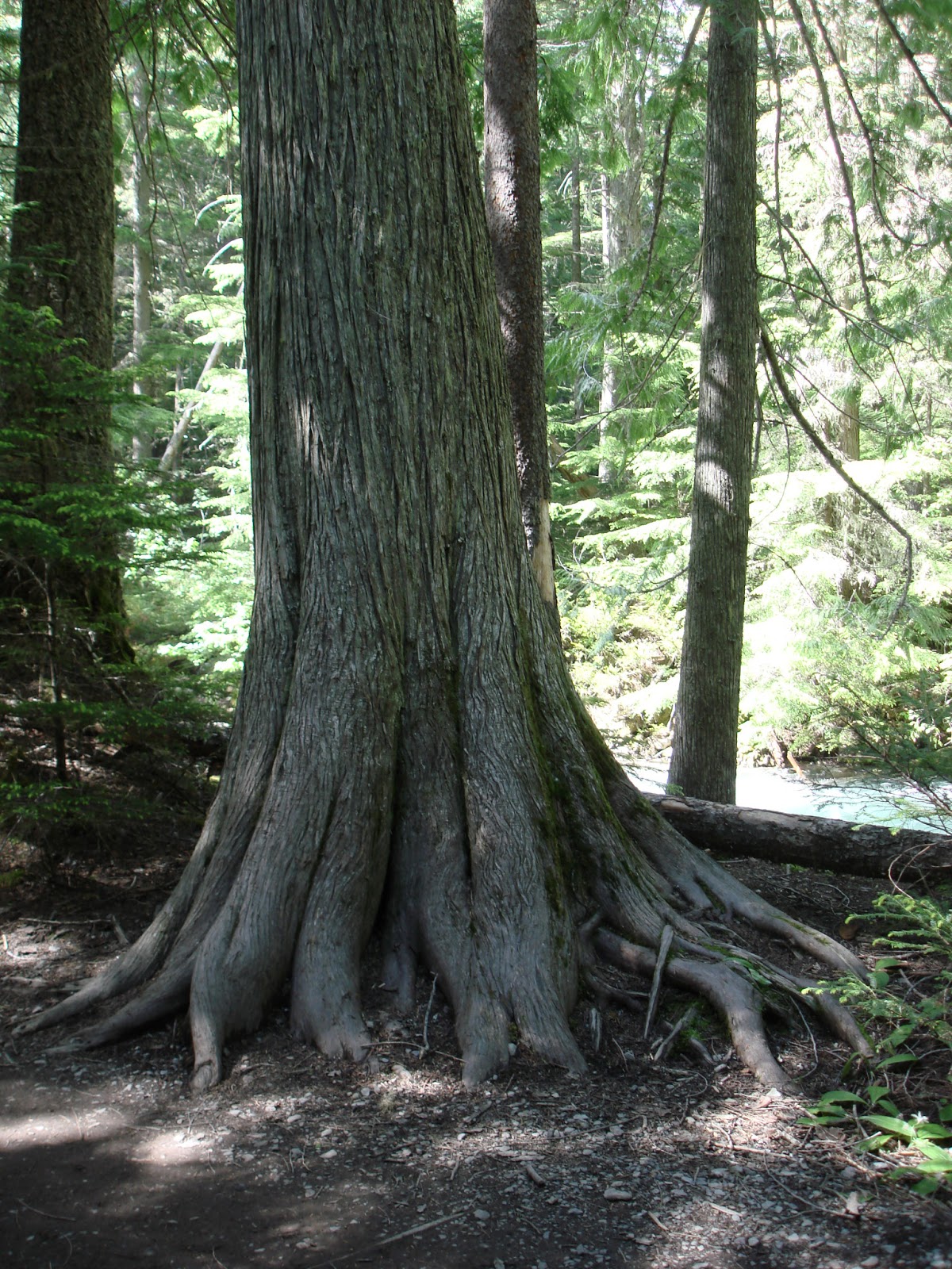 Clan of the Mountaindreamers: Happy in Montana: Another Little Feet ...