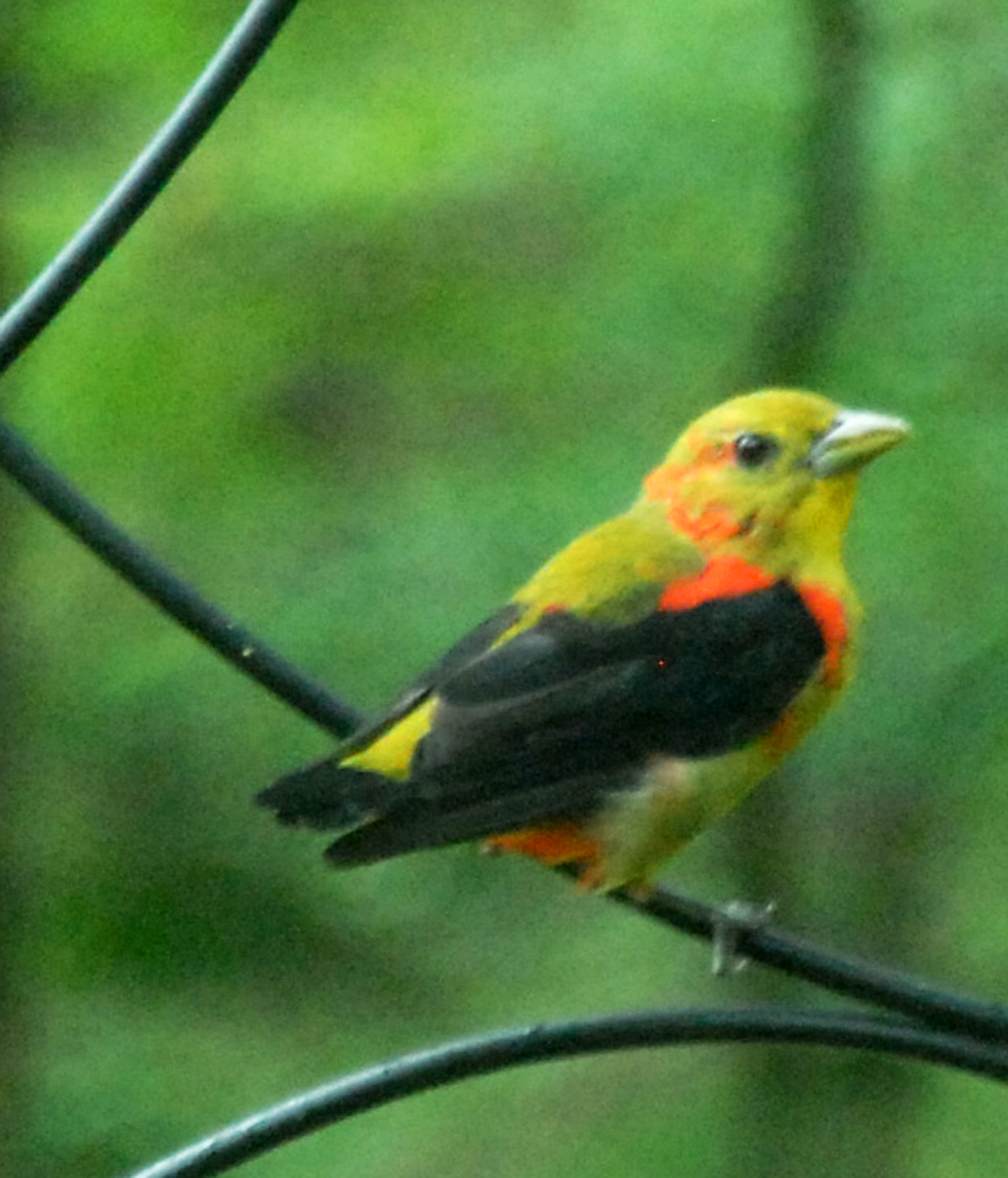 House of the Purple Worms: A Summer Tanager