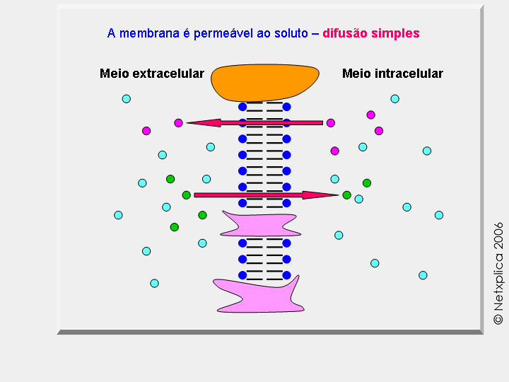 Biologia no ensino médio: 2º ano - aula 24 - Difusão Simples e Difusão ...