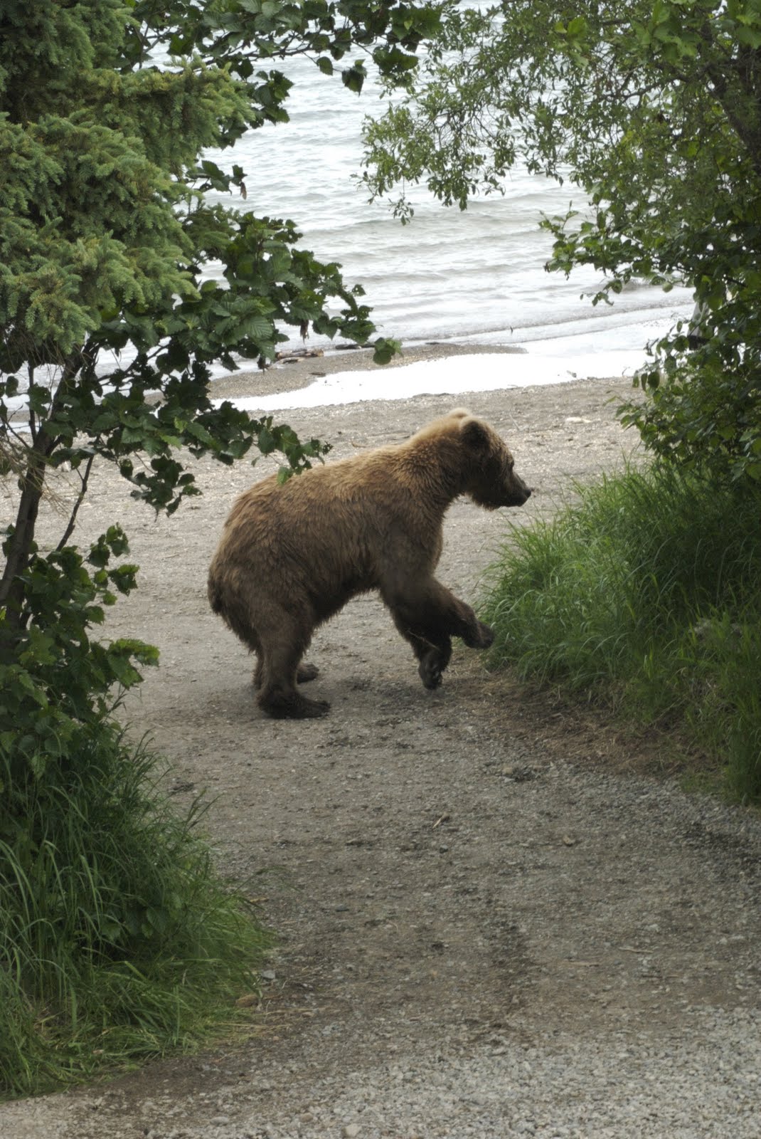 Tuttle Tattle: Grizzly Bears on the Last Day in Alaska