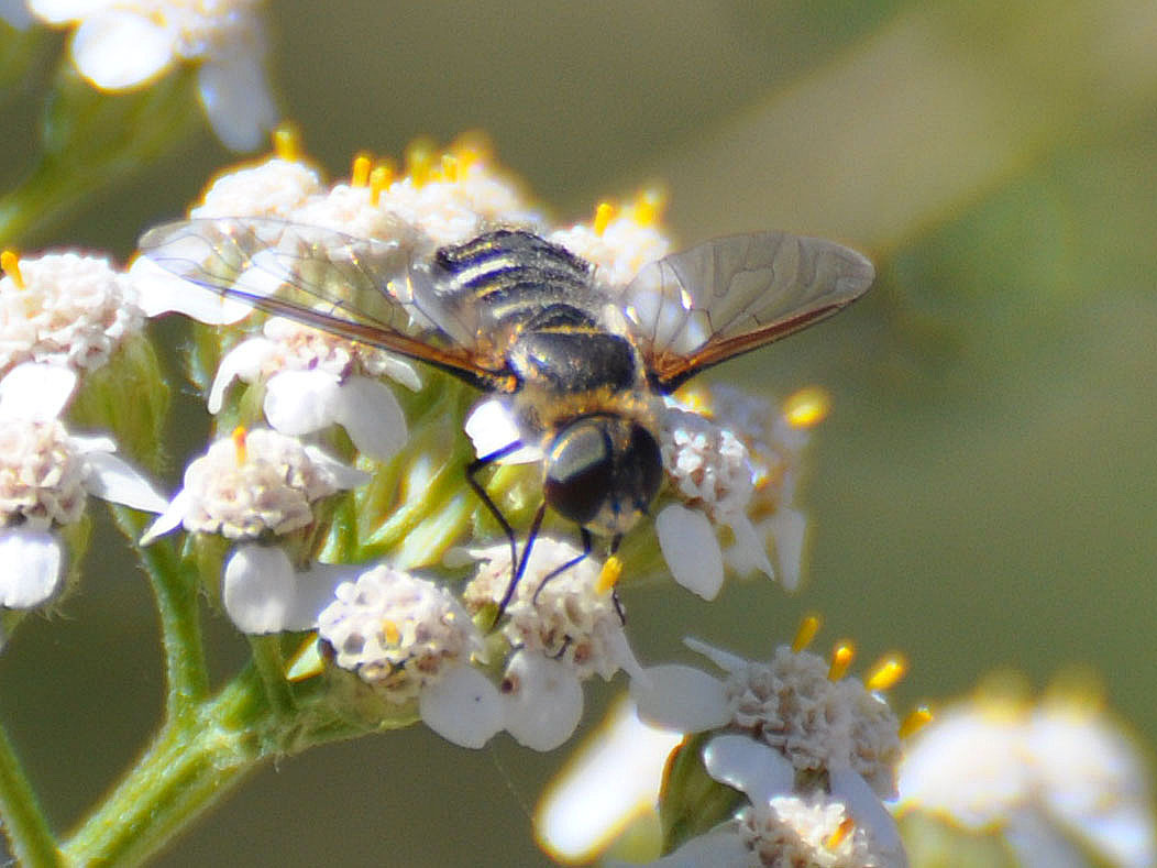 Mother Nature's Backyard - A Water-wise Garden: Bee Flies – the family ...