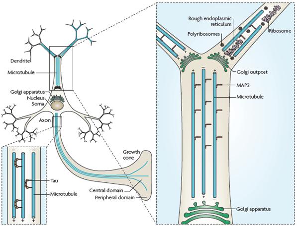 Microtubules: Role in axon and dendrites formation ~ Advanced Neurobiology