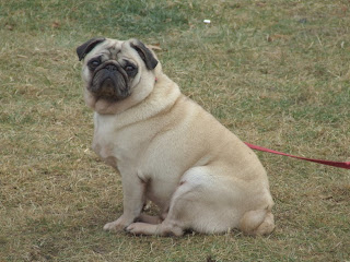 Story of "HUTCH DOG" - My Xiting World