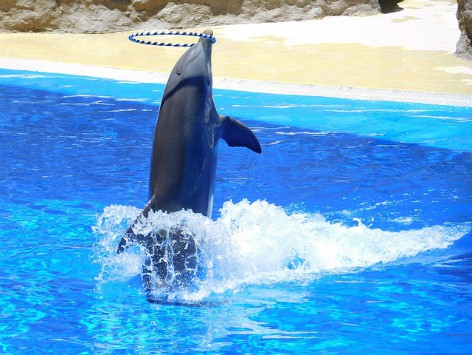 Delfines, animales inteligentes y solidarios, que a veces acaban ...