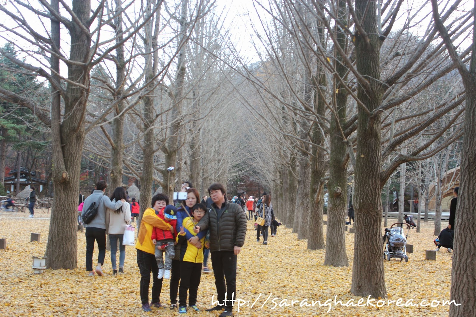 Tips for a Convenient Trip to Nami Island (남이섬) - Saranghae Korea