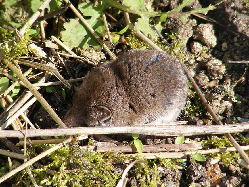 Loire Valley Nature: White-toothed Shrew - Crocidura russula