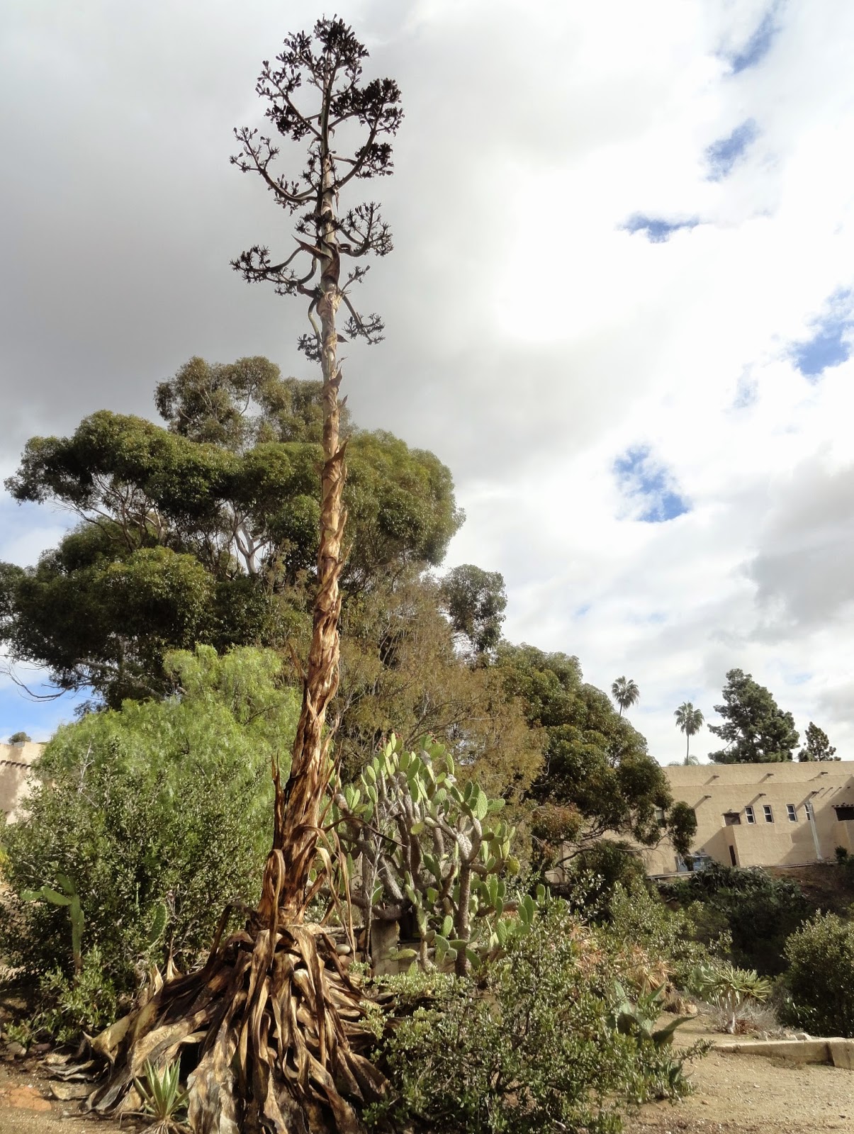 danger garden: The Old Cactus Garden at Balboa Park