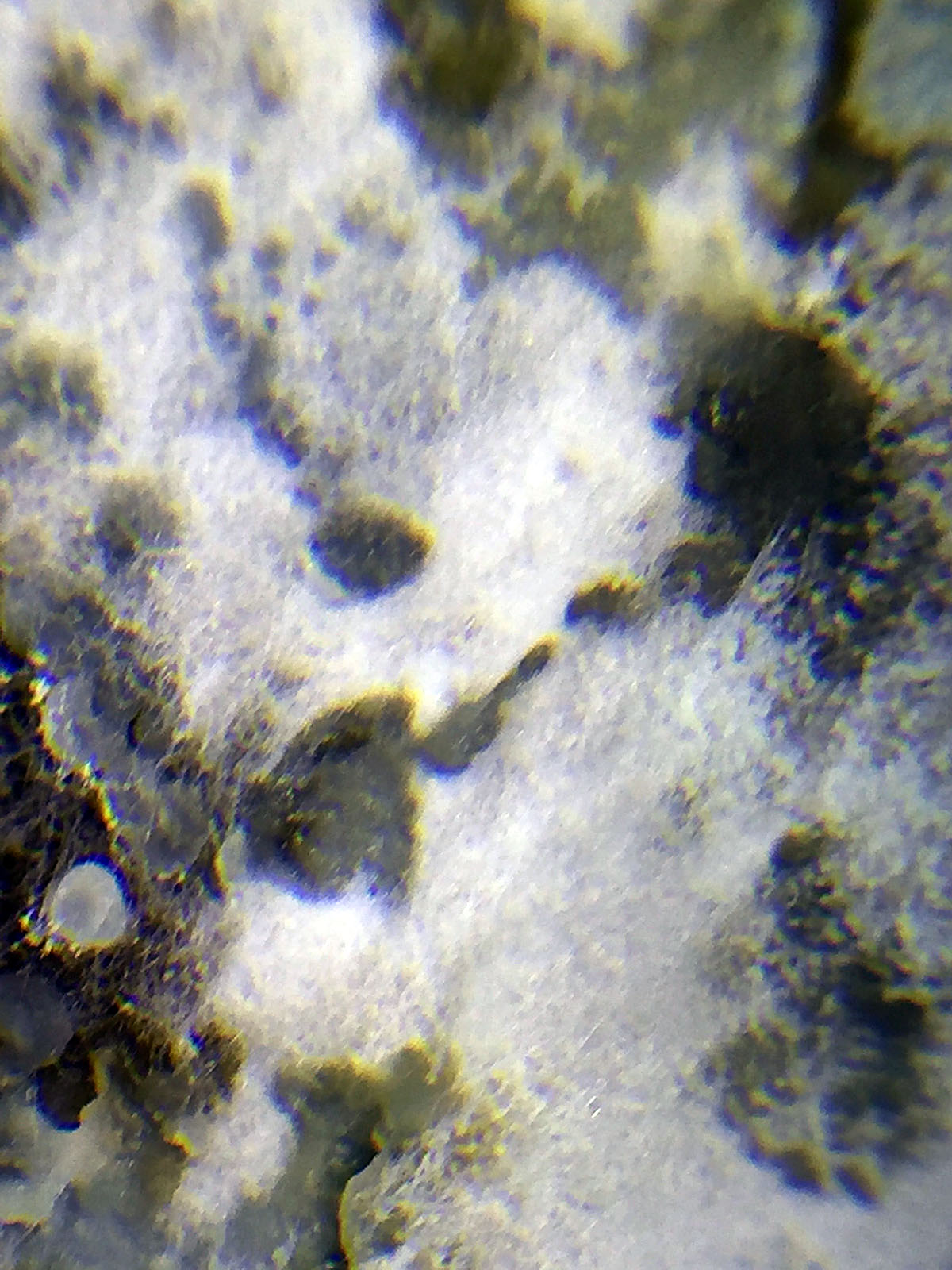 Noi della classe quinta C Ciari: Muffe: la scoperta di Fleming