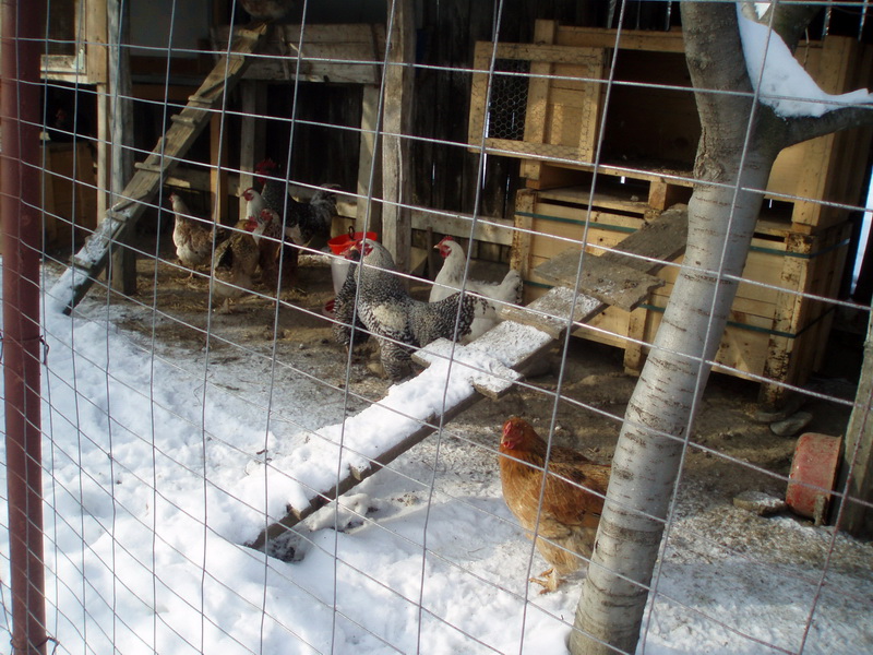 Blogul Simonei: Găini