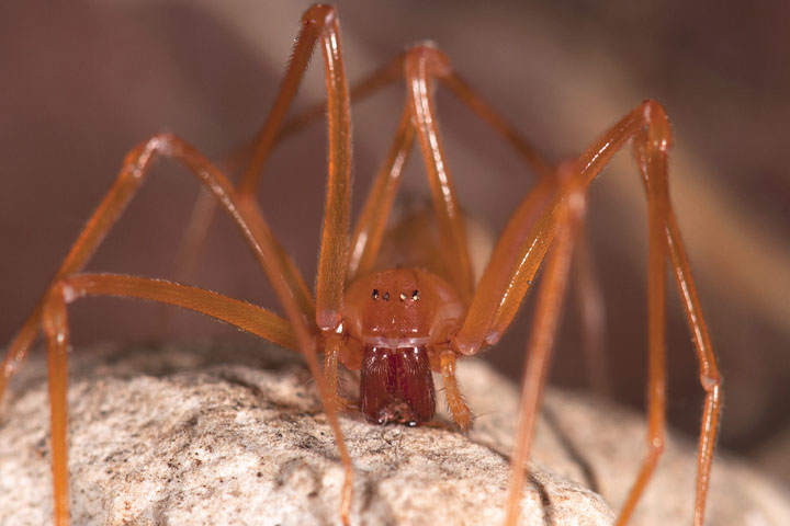 Sciency Thoughts: New species of Cave Spider from Oregon.