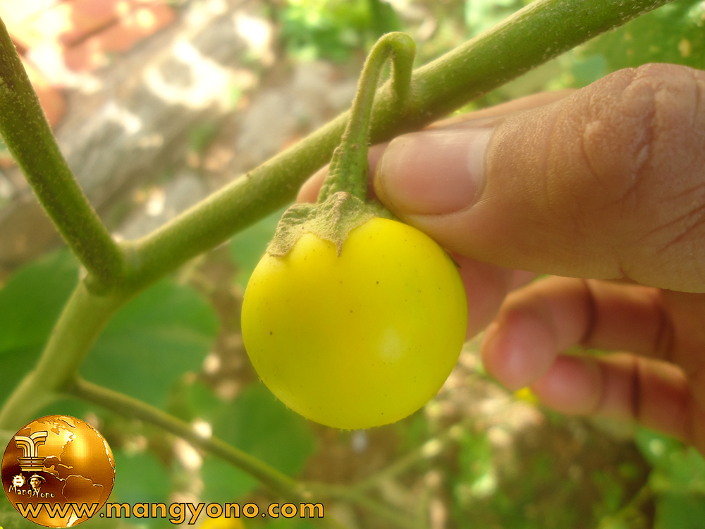 Menanam terong kuning, peuheur (Solanum indicum )