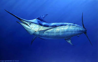 Animais e Natureza, os donos do Planeta: Marlin Azul.