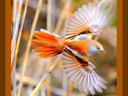 Most Beautiful Flying Birds HD Images - Most Beautifull World
