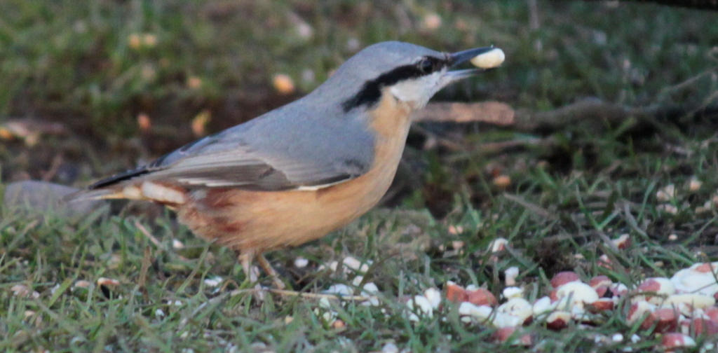 Cannock Chase wildlife