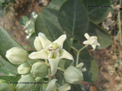 Shada Akondo Ful(সাদা আকন্দ ফুল) - Calotropis gigantea