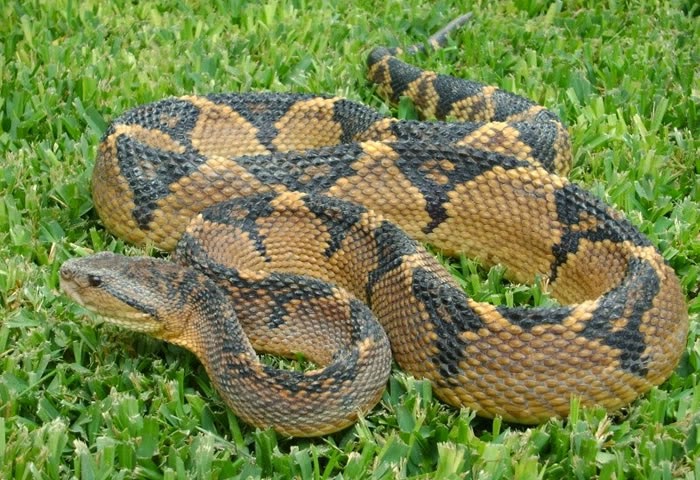 Album de la Selva Americana: Serpiente cascabel muda