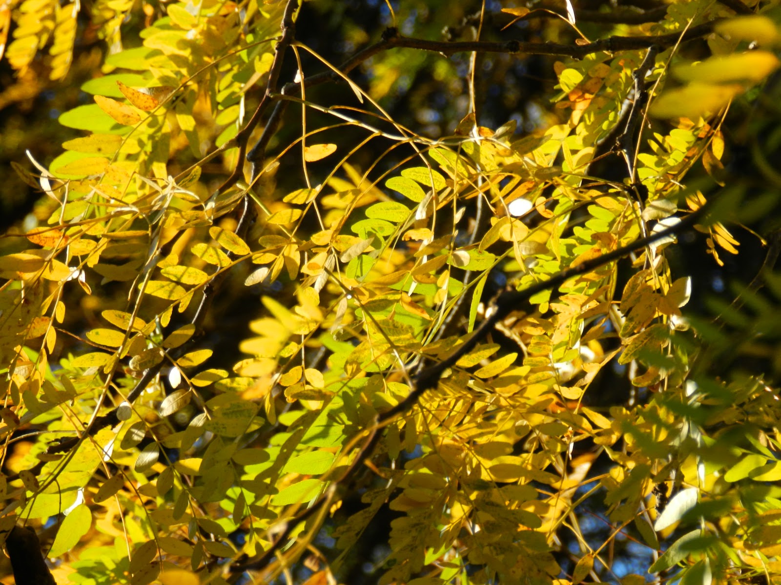 Prairie Rose's Garden: Fall Color Project: Memories of Autumn
