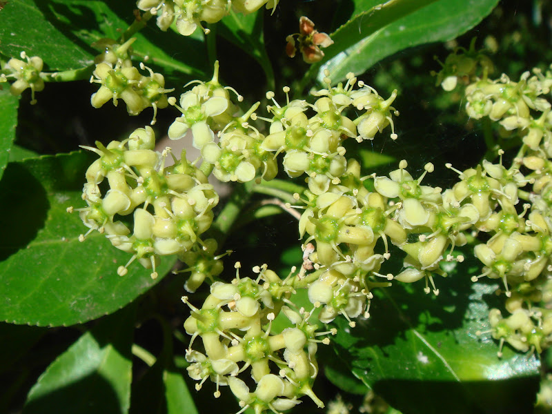 Fotografiando plantas: Bonetero del Japón