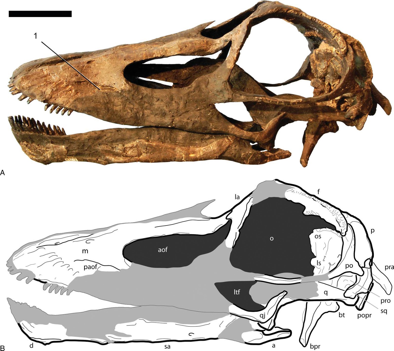 Sciency Thoughts: A new species of Diplodocid Dinosaur from the Late ...