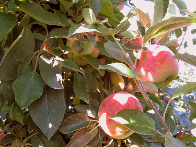 Photos by Jan: A Trip to Detering Orchards; in Harrisburg, Oregon