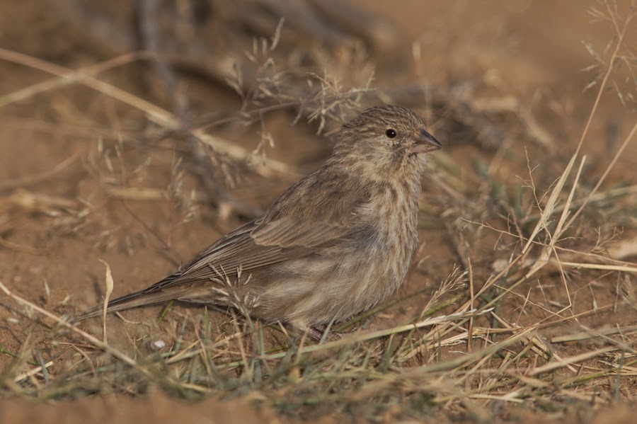 Birds of Saudi Arabia: Flocks of Yemen Serins at Al Mehfar Park – Tanoumah