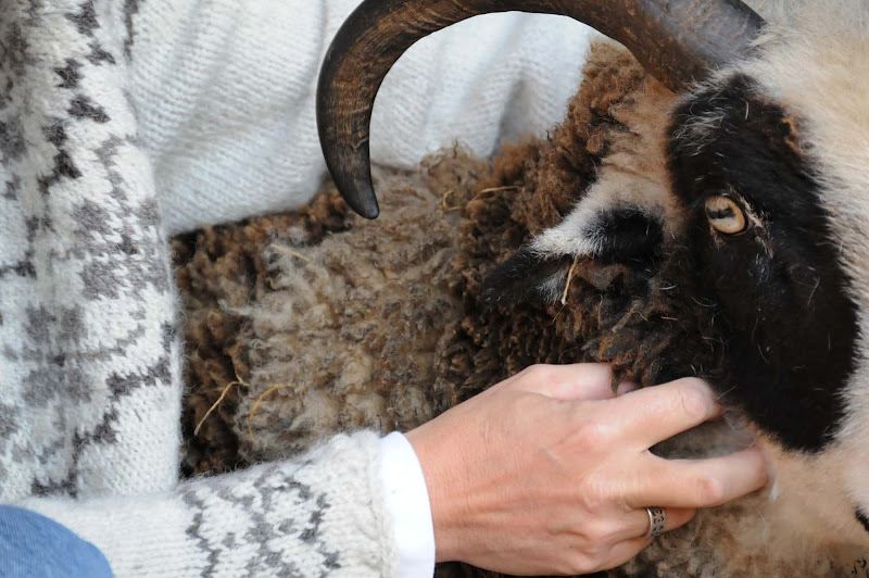 Punkin's Patch: Jester's Sweater