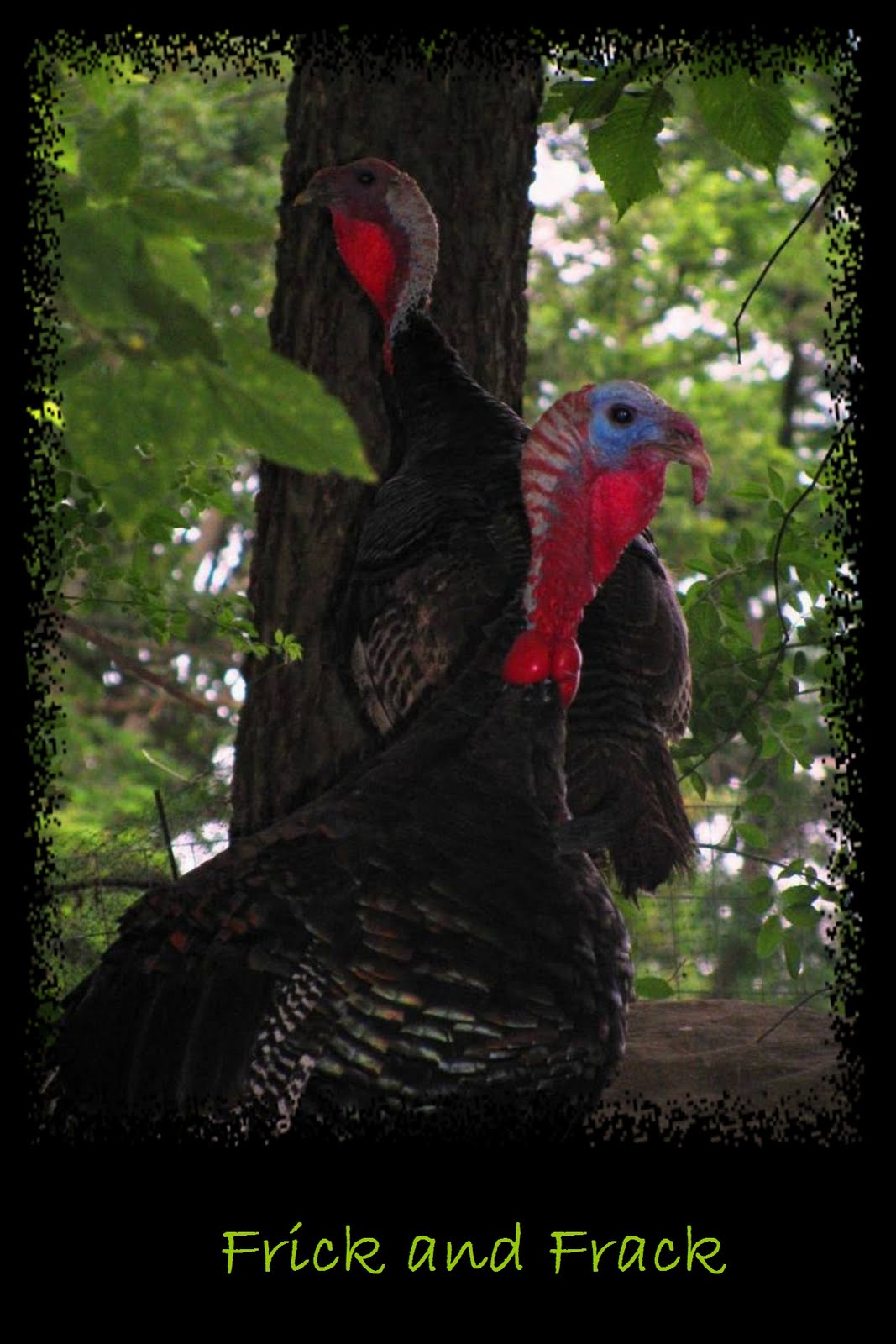 Living Simply and Deliberately: Foto Friday- Frick and Frack
