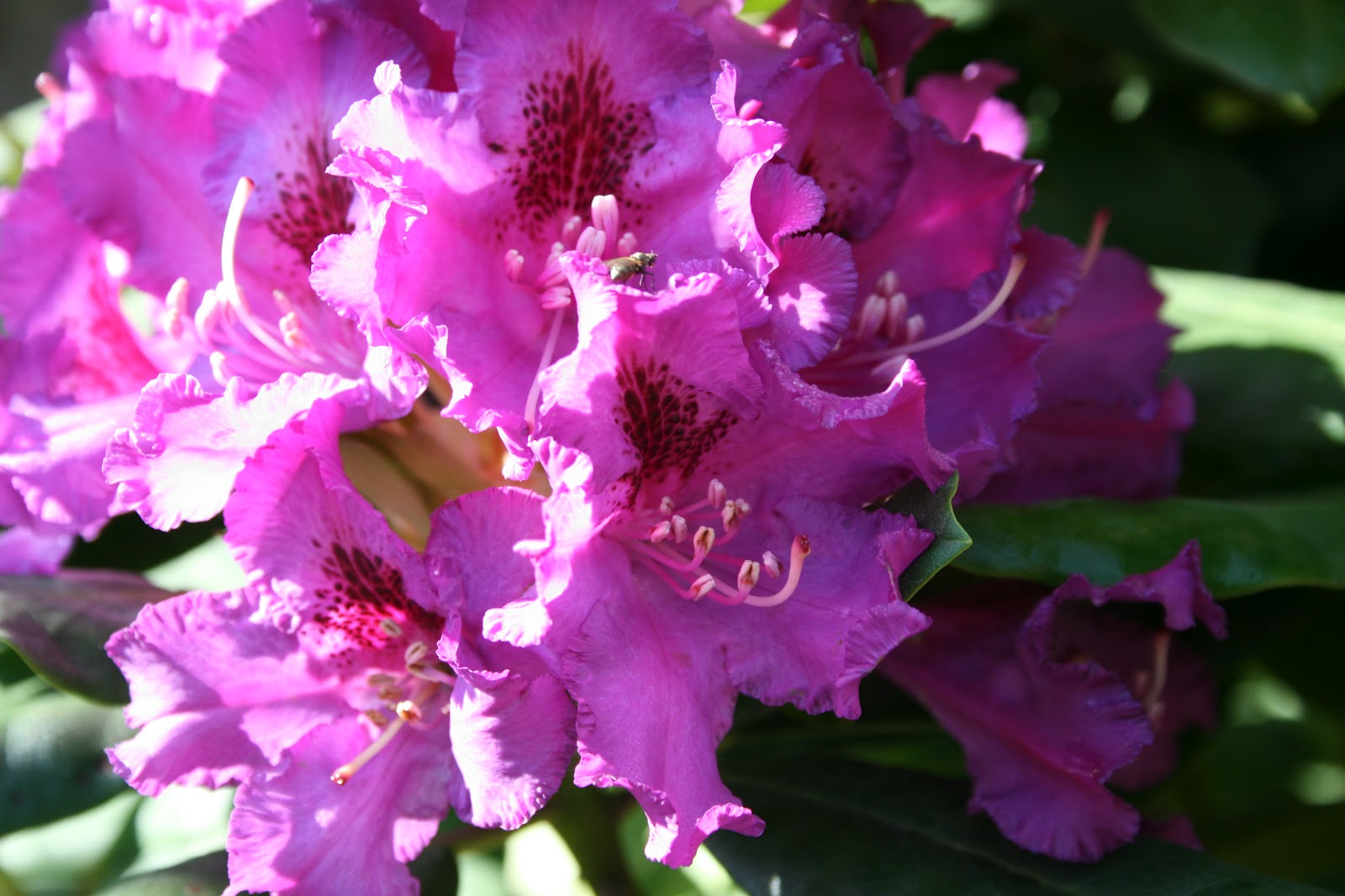 GARDEN STORIES: RODODENDRAI IR Co
