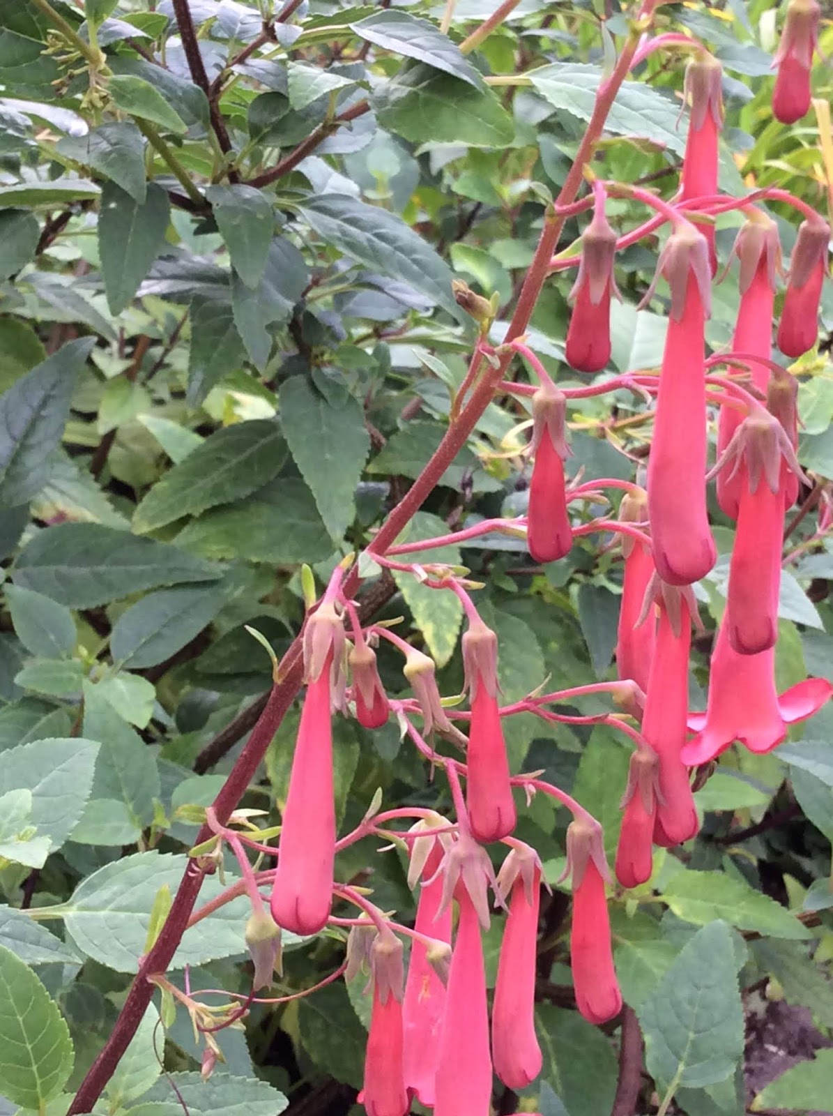 Wintergroen: Phygelius rectus 'African queen' (Kaapse fuchsia)
