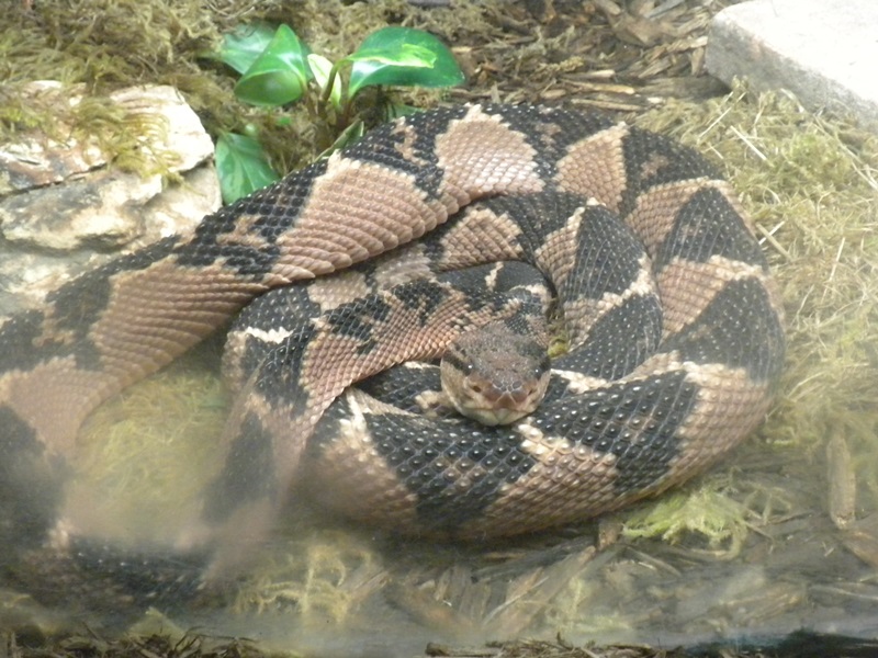 The Zoo Review: Species Fact Profile: Bushmaster (Lachesis muta)