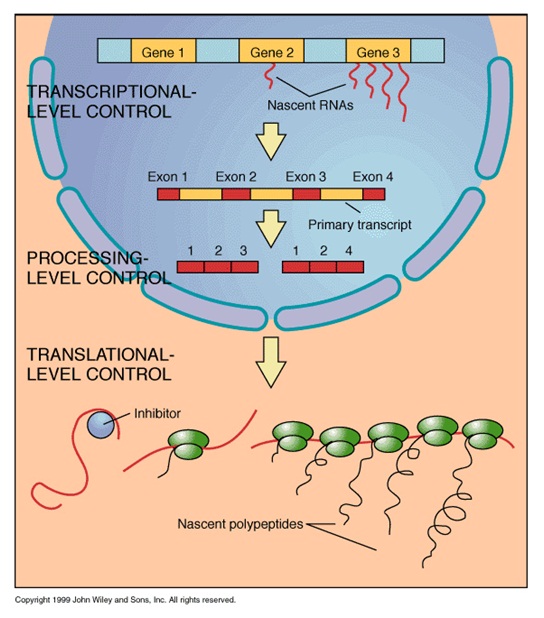 Transfer Materi Genetik
