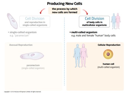 Cell division animation, single cell and multi cell organism