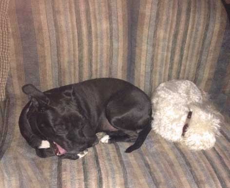 Windflower Farm Weekly: MONTANA PART TWO: DEER HAVEN RESCUE , AN OUT OF ...