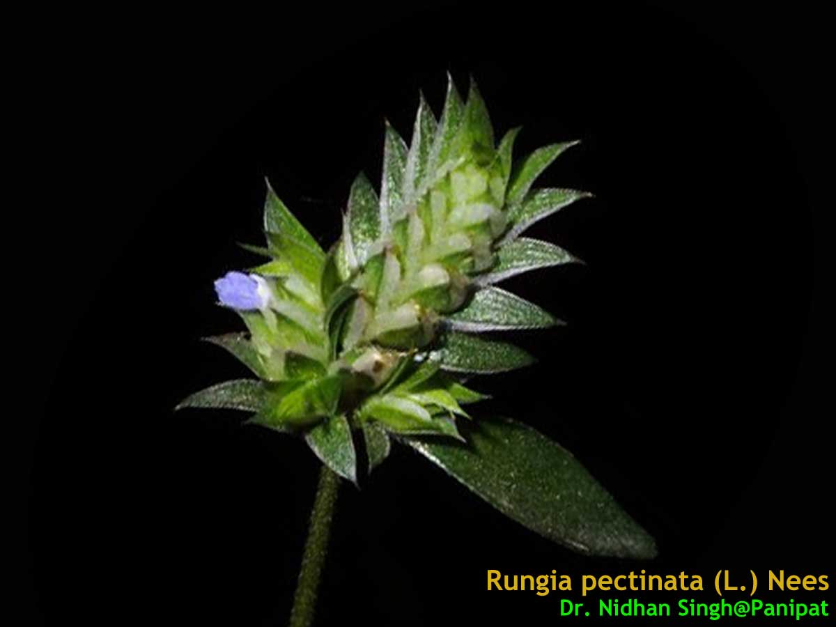 Medicinal Plants: Rungia pectinata