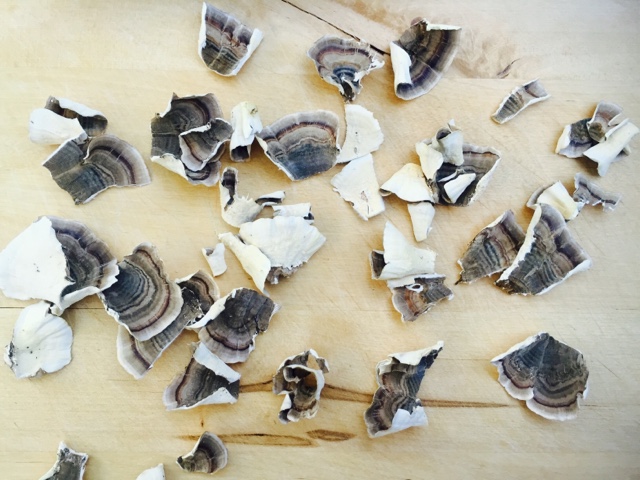 The Foraged Foodie How To Dry Turkey Tail Mushrooms For Medicinal Teas the-foraged-foodie-how-to-dry-turkey-tail-mushrooms-for-medicinal-teas