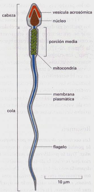 educar para la vida...: Espermatozoides humano