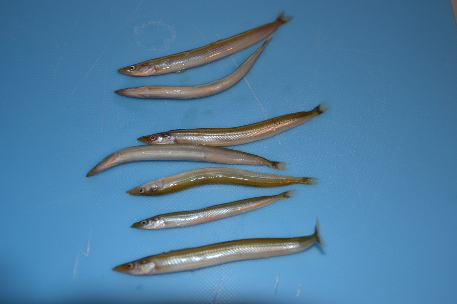 Oppdag Fisk!: Tobis/Småsil/Lesser Sand Eel/Ammodytes Tobianus (Saltvann)