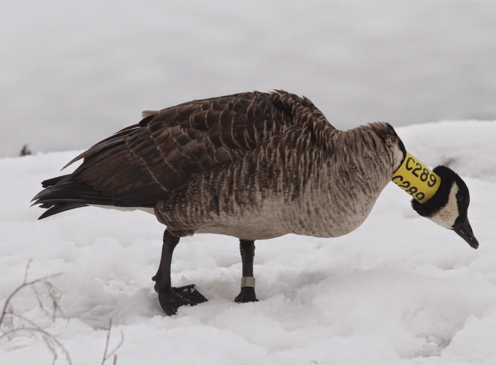 Paul's US Birding Blog: Banded Canada Geese in Five Islands Park, New ...