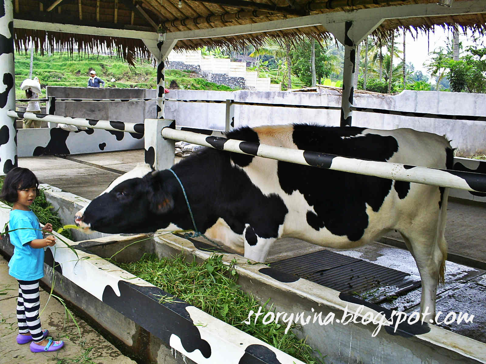 @Ungaran : Cimory (Sausage - Fresh Milk - Yoghurt) - Live a Simple Life