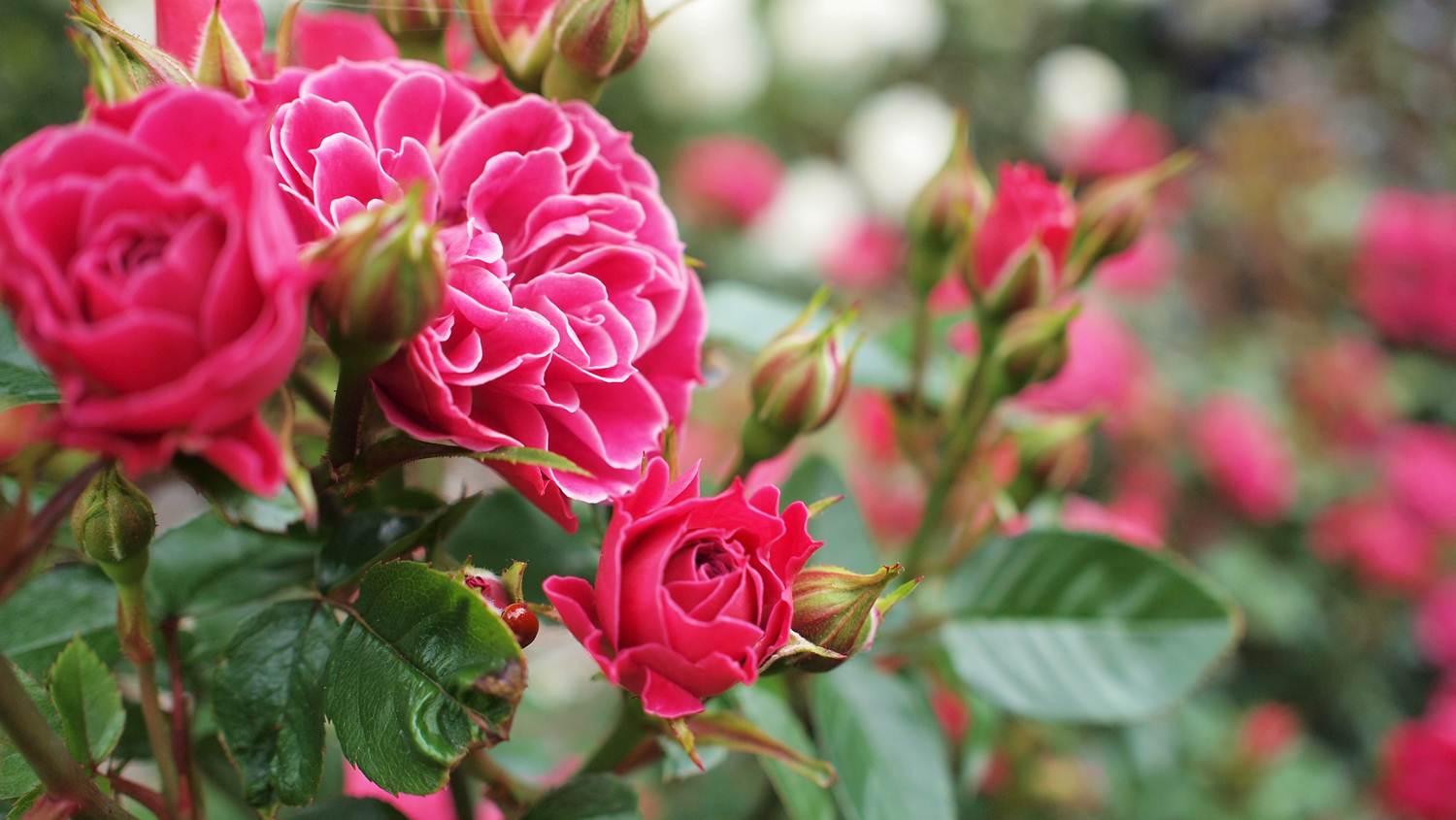 Transplanted to Portland...: Portland rose test garden