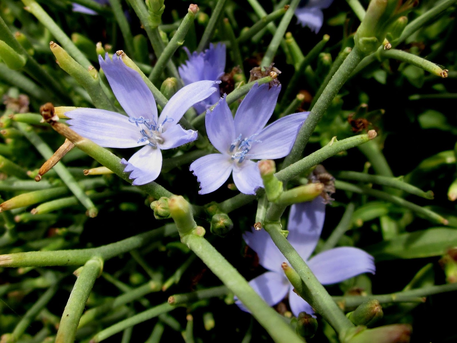 Biodiversity of Cyprus by NGO Protection of the Natural Heritage and ...