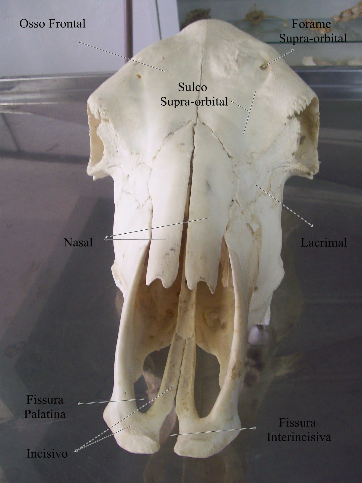 Anatomia Veterinária | Medicina Veterinária - Facisa
